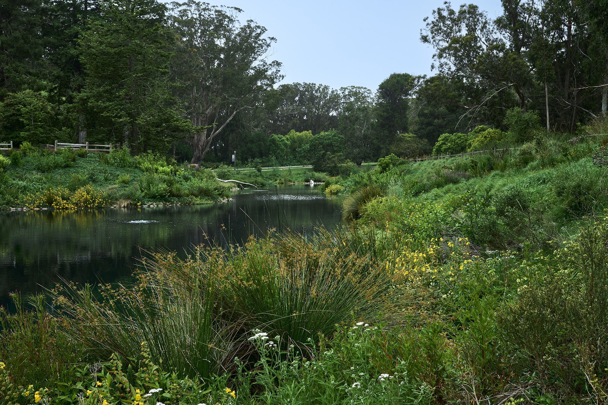 INTERSTICE Architects » Middle Lake Rehabilitation, Golden Gate Park